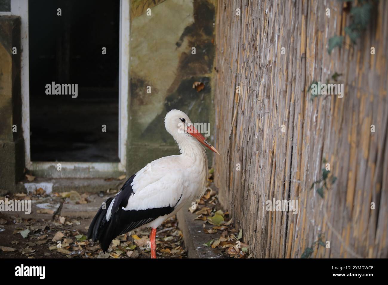A white stork at the Sofia Zoo with a 3D-printed beak prosthesis. The ...