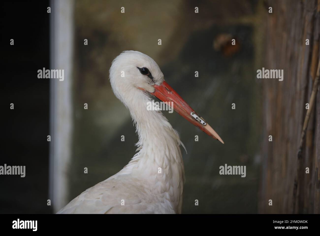 A white stork at the Sofia Zoo with a 3D-printed beak prosthesis. The ...