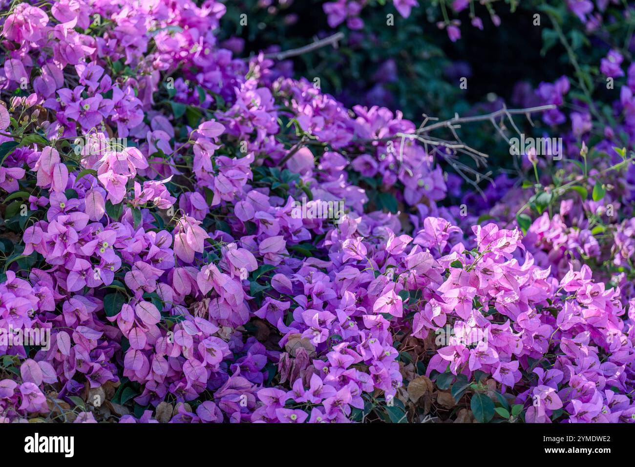 Marokko flower hi-res stock photography and images - Alamy