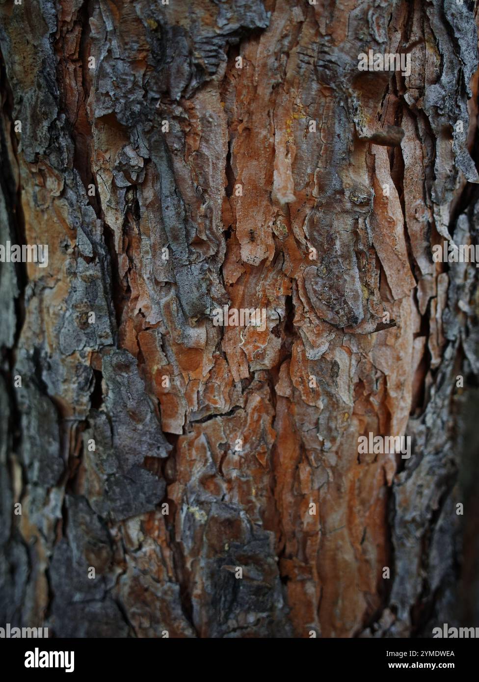 Processed collage of old black tree bark surface texture. Background ...