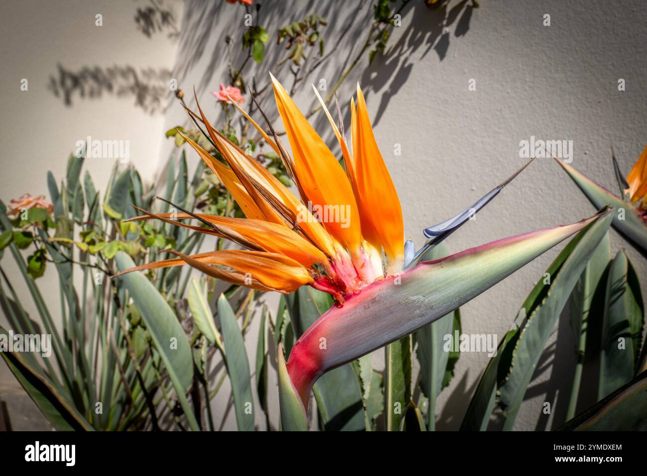 Marokko flower hi-res stock photography and images - Alamy
