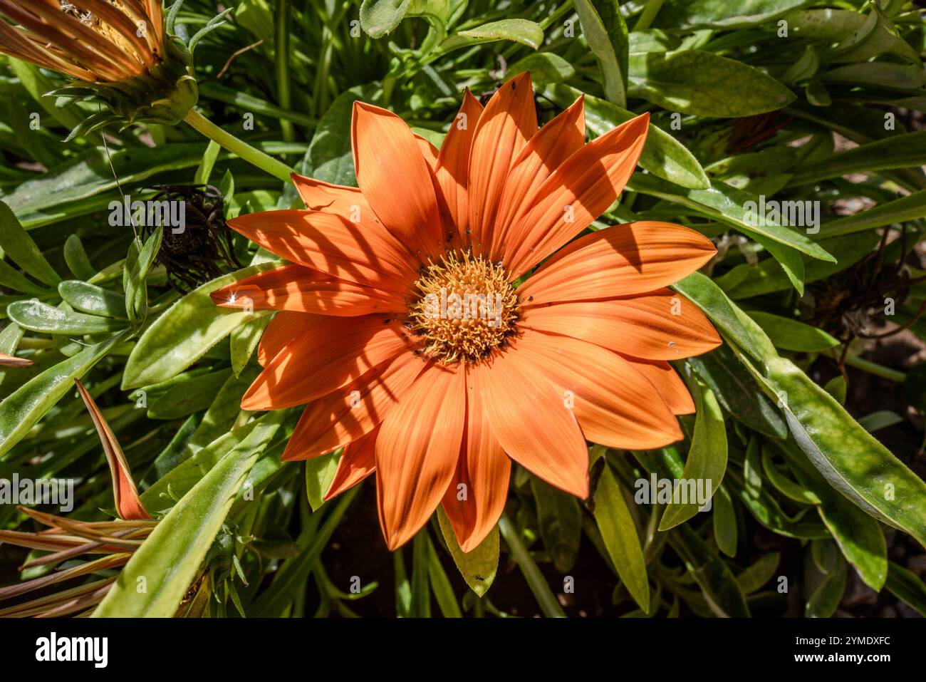Marokko flower hi-res stock photography and images - Alamy