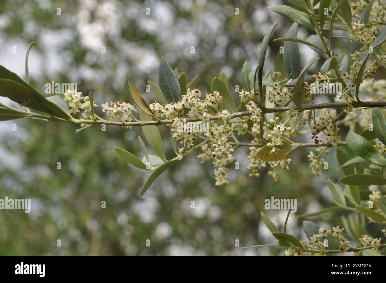 Olive tree in bloom Stock Photo - Alamy