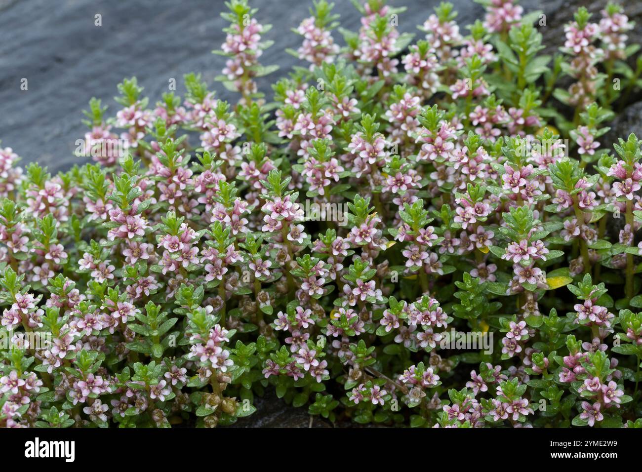 Strand-Milchkraut, Strandmilchkraut, Milchkraut, Glaux maritima ...