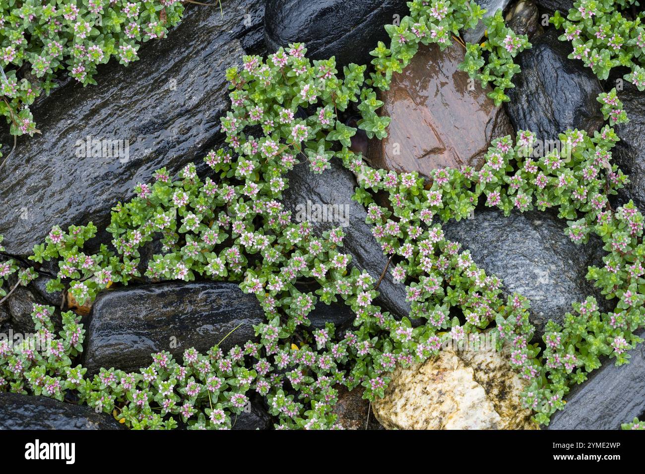 Strand-Milchkraut, Strandmilchkraut, Milchkraut, Glaux maritima ...