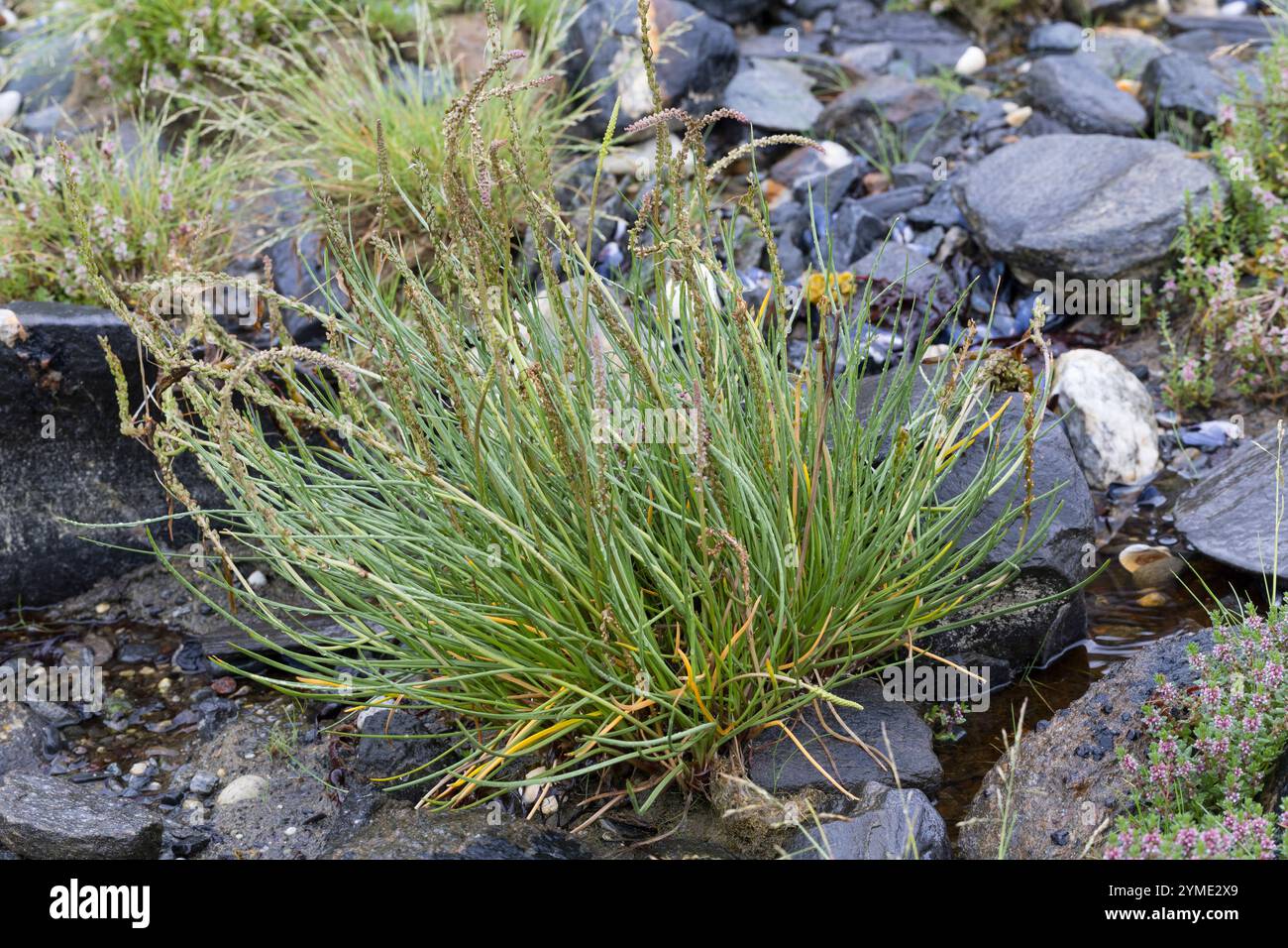 Strand-Dreizack, Dreizack, Stranddreizack, Salz-Dreizack, Röhrkohl ...