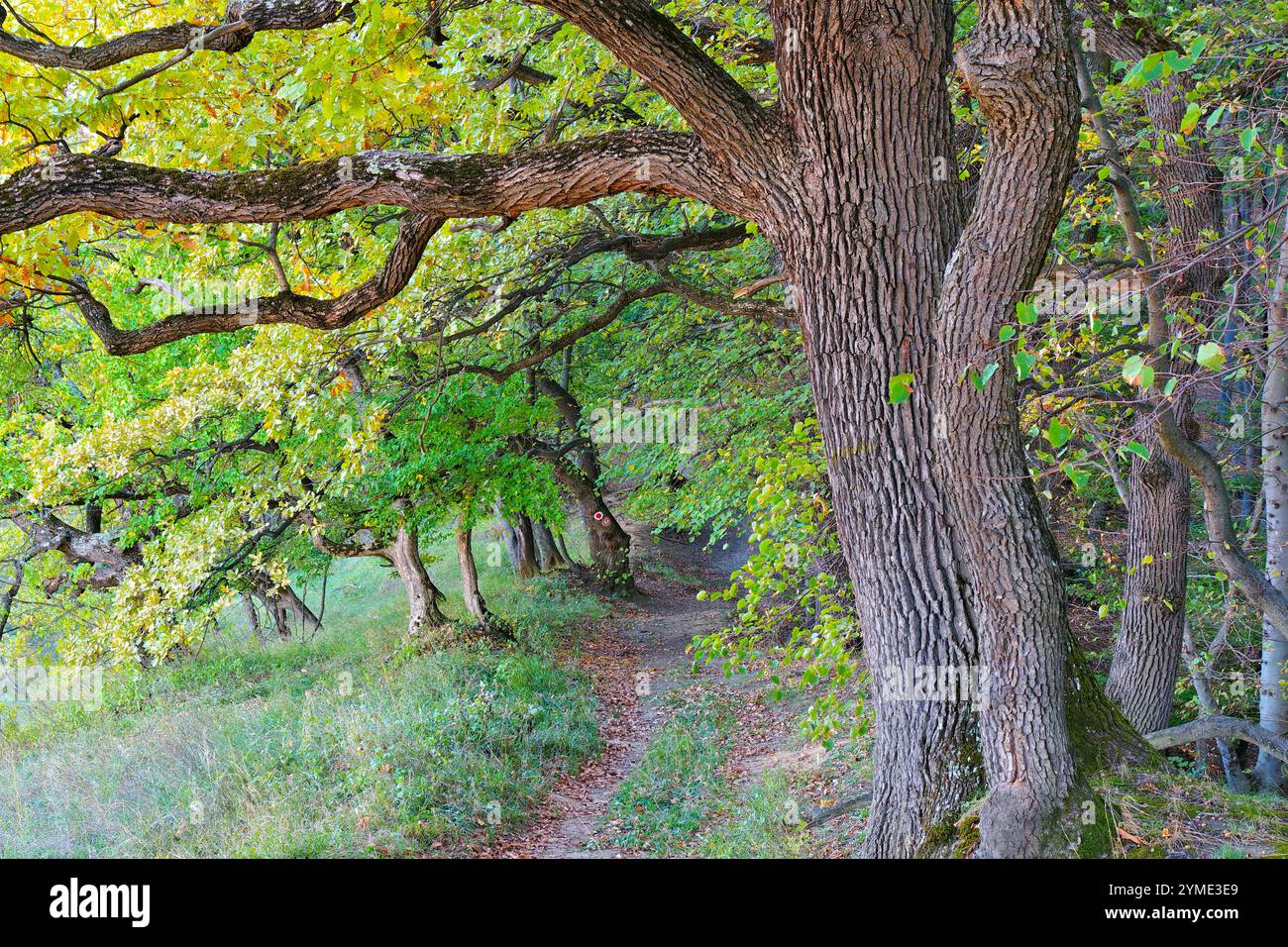 Via Transilvanica hiking trail in Transylvania near Biertan in Romania ...