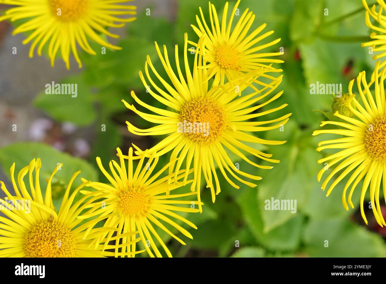 Doronicum orientale leopards bane hi-res stock photography and images ...
