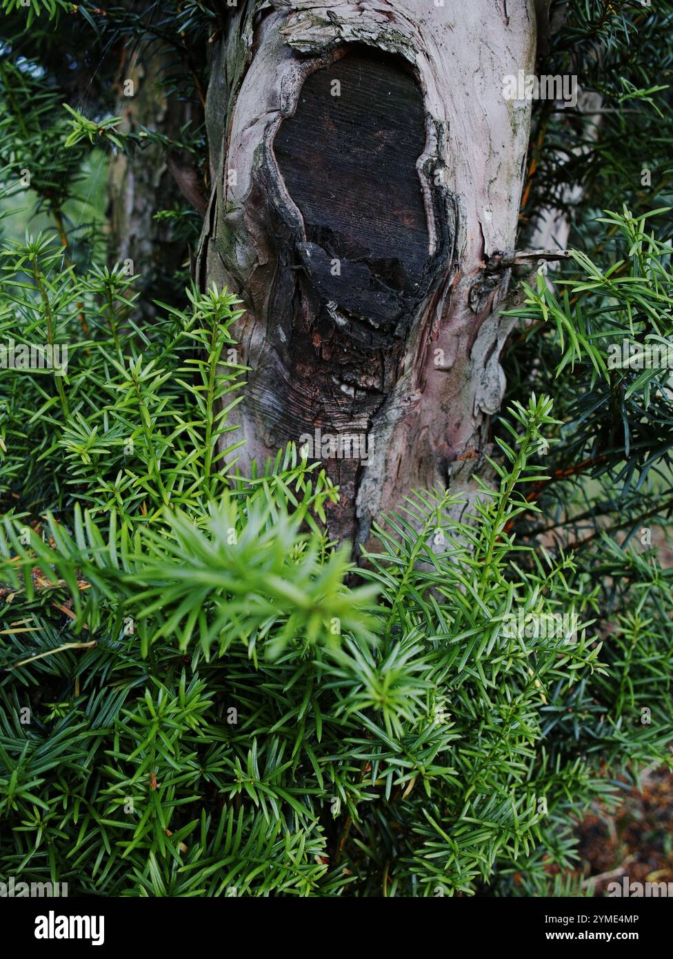 Closeup green leaves of tropical plant in garden. Dense dark shiny ...