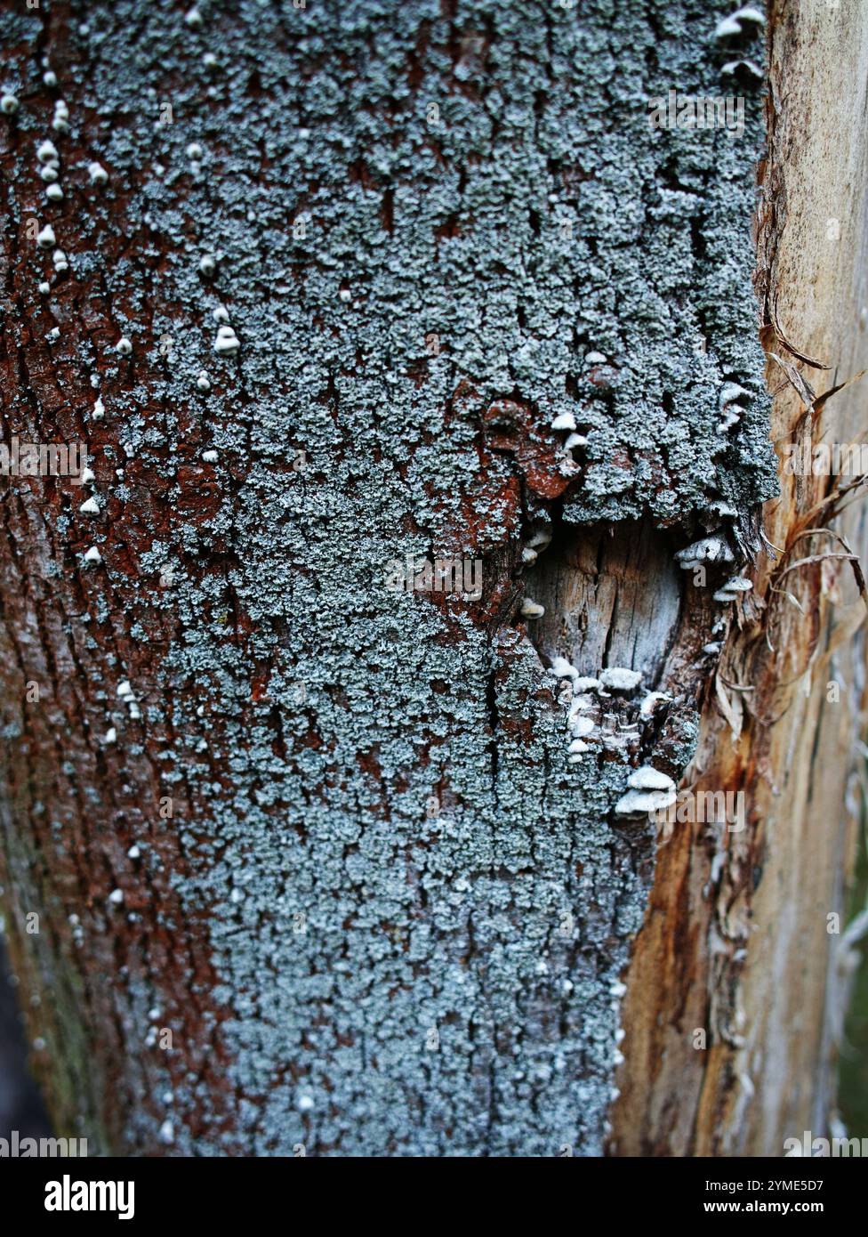 Natural background, lichens on a tree bark. High quality photo Stock ...