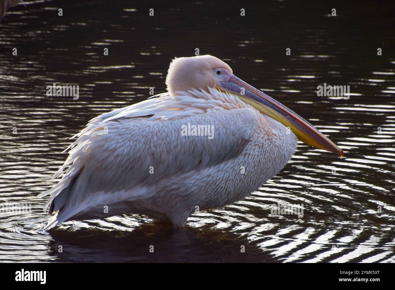 White pelican stands in lake hi-res stock photography and images - Alamy