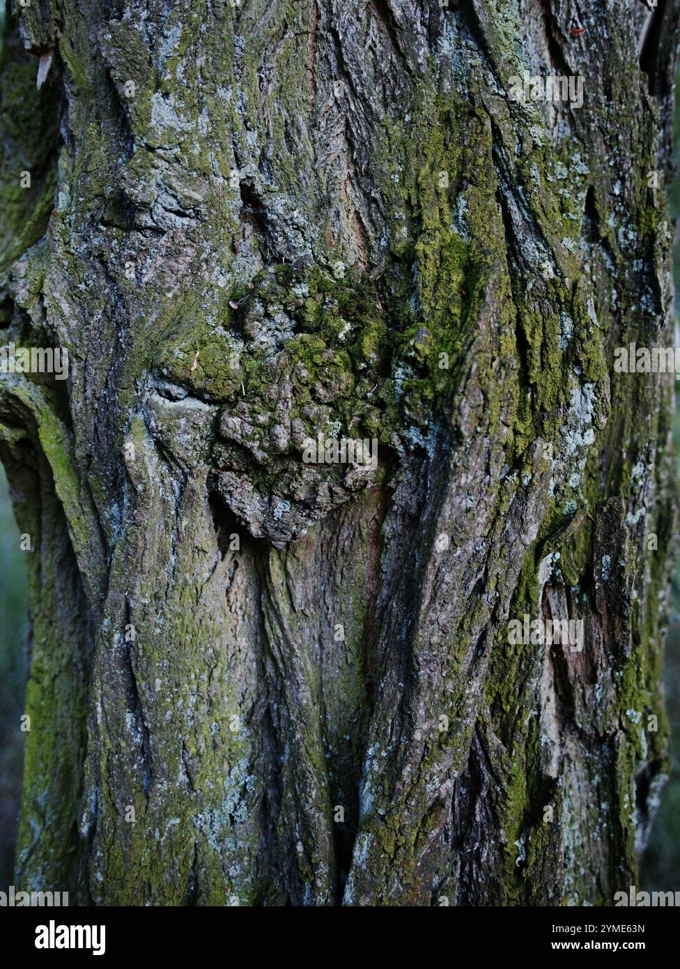 Trees bark displays hi-res stock photography and images - Alamy