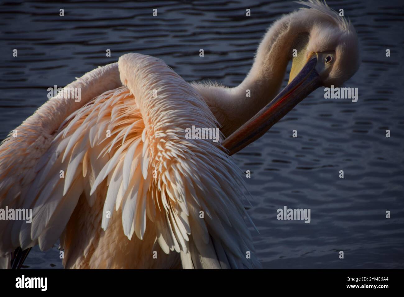 London, UK. 21st November 2024. A pelican preens in St James's Park ...