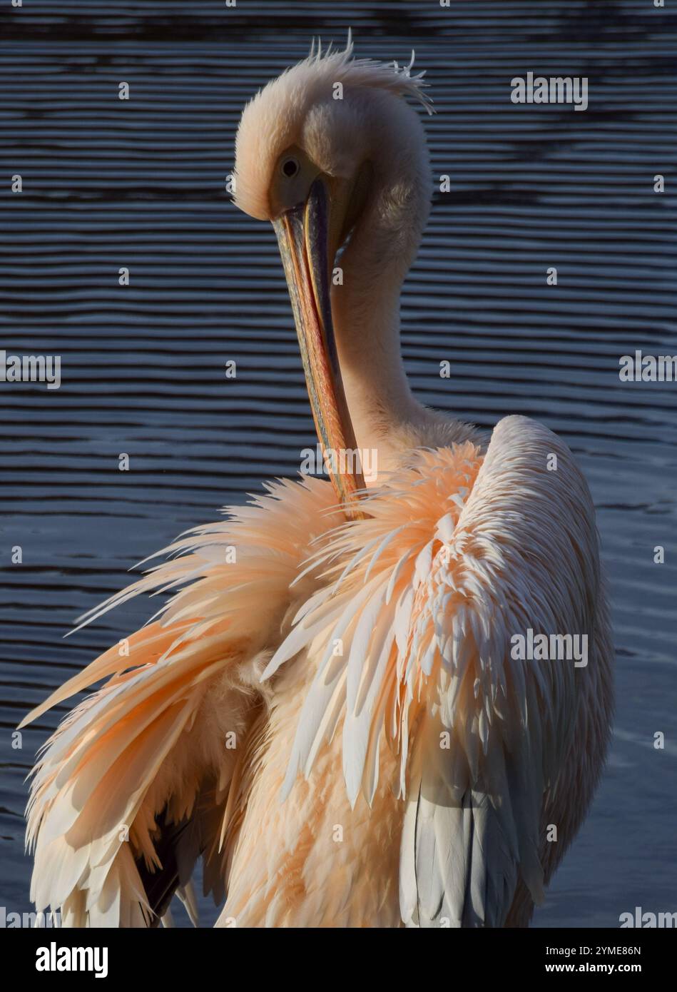 London, UK. 21st November 2024. A pelican preens in St James's Park ...