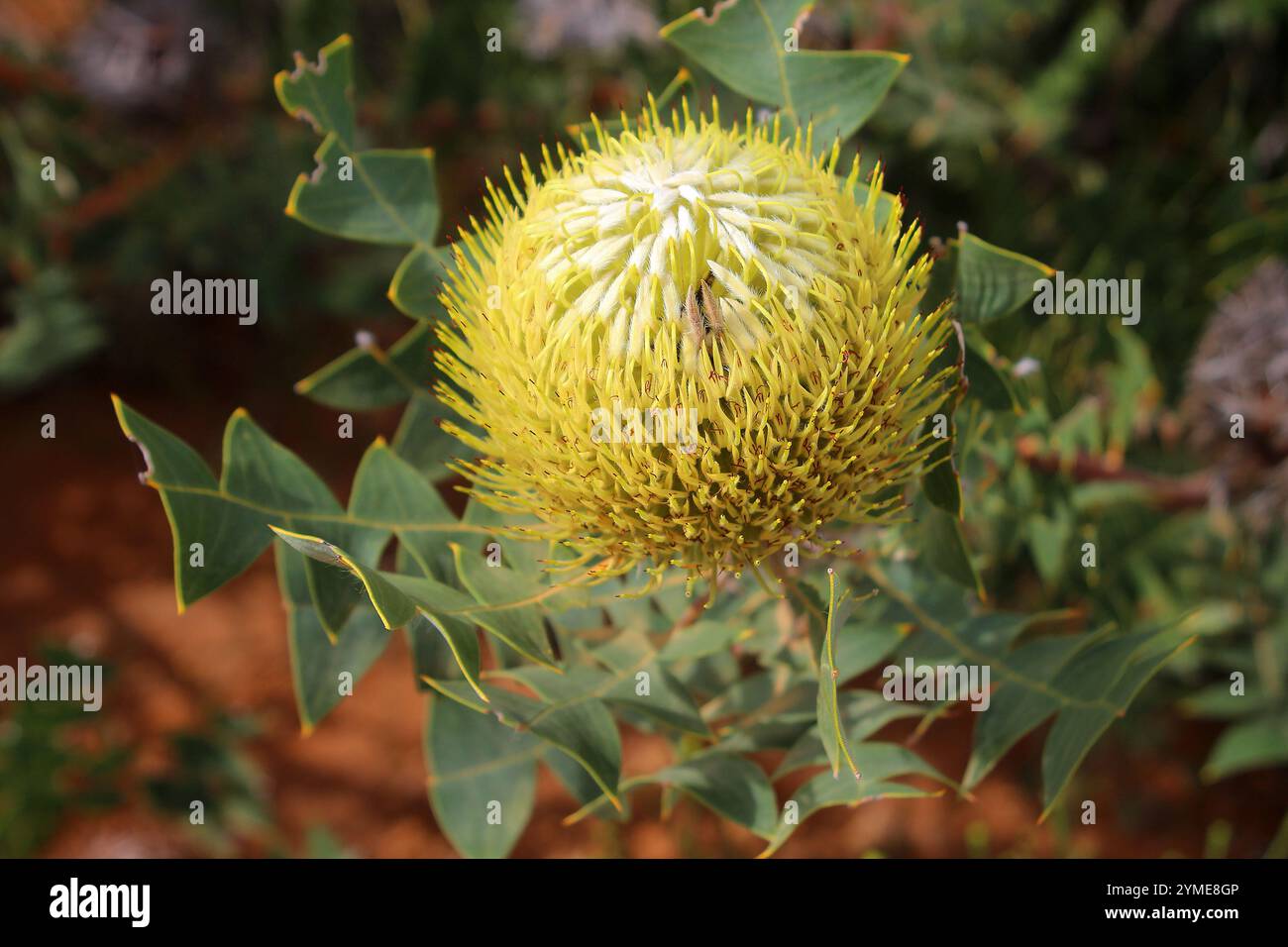 Close up of Western Australian endemic wildflower bird's nest banksia ...