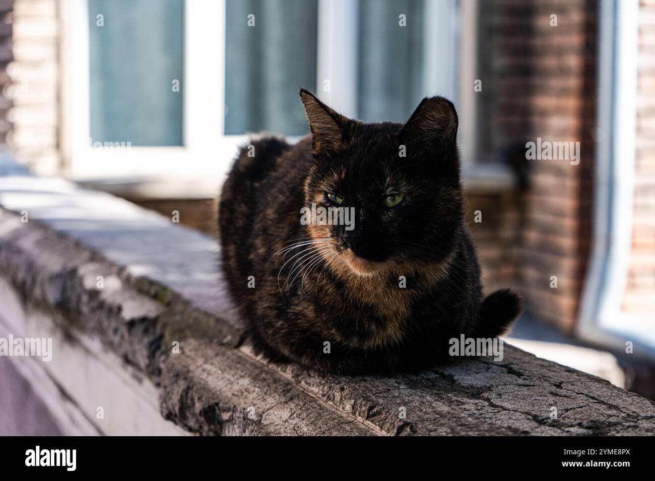 cute cat with sad eyes sitting in the park Stock Photo - Alamy