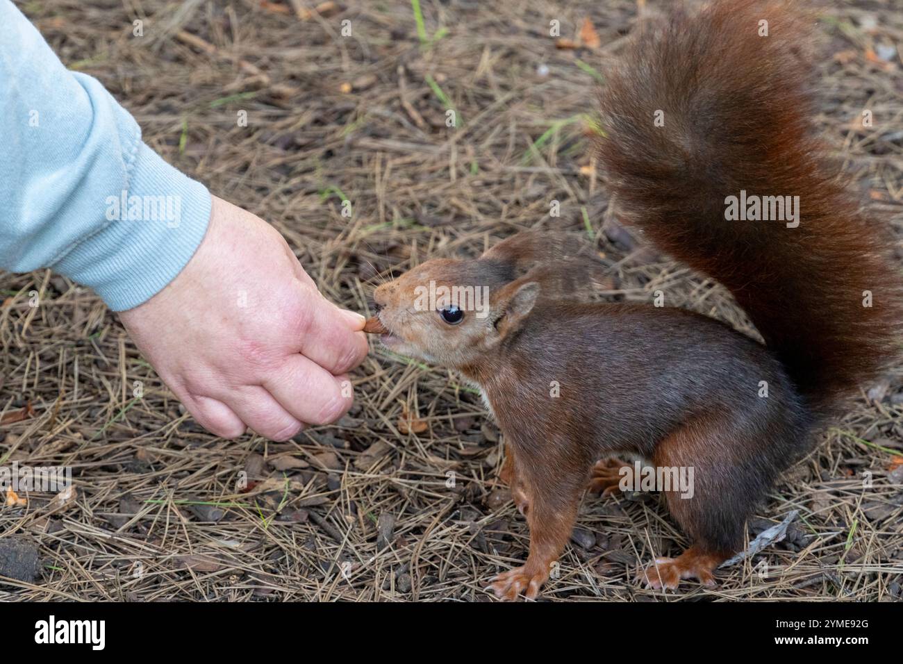 Red squirrel is holding a sunflower hi-res stock photography and images ...