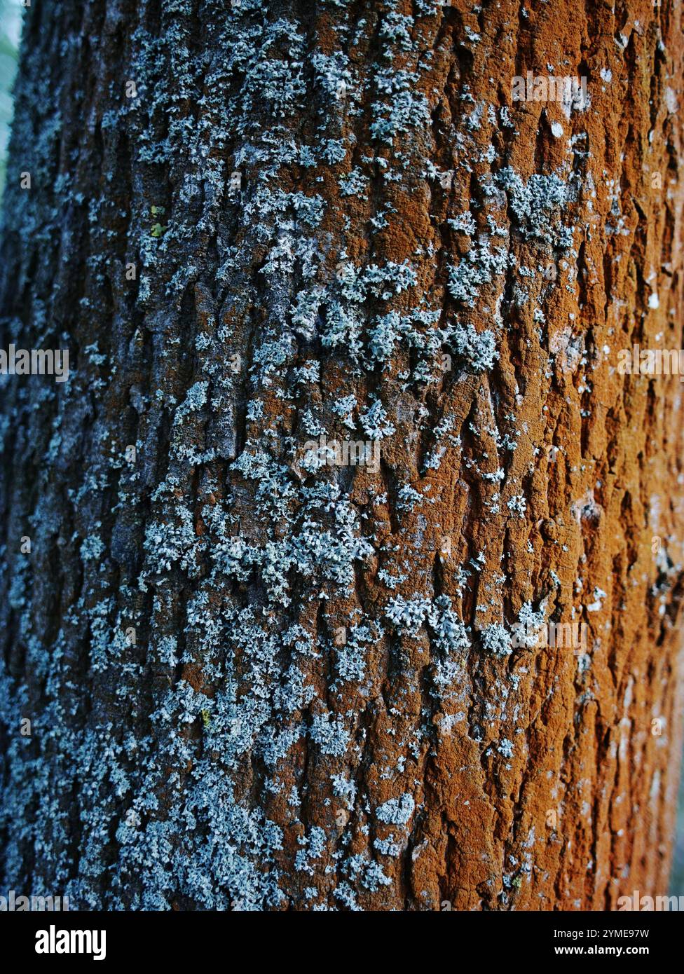 Processed collage of old black tree bark surface texture. Background ...