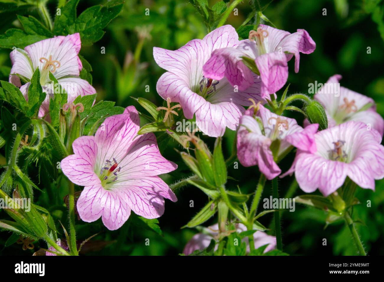 Pink hardy Geranium oxonianum Hollywood Stock Photo - Alamy