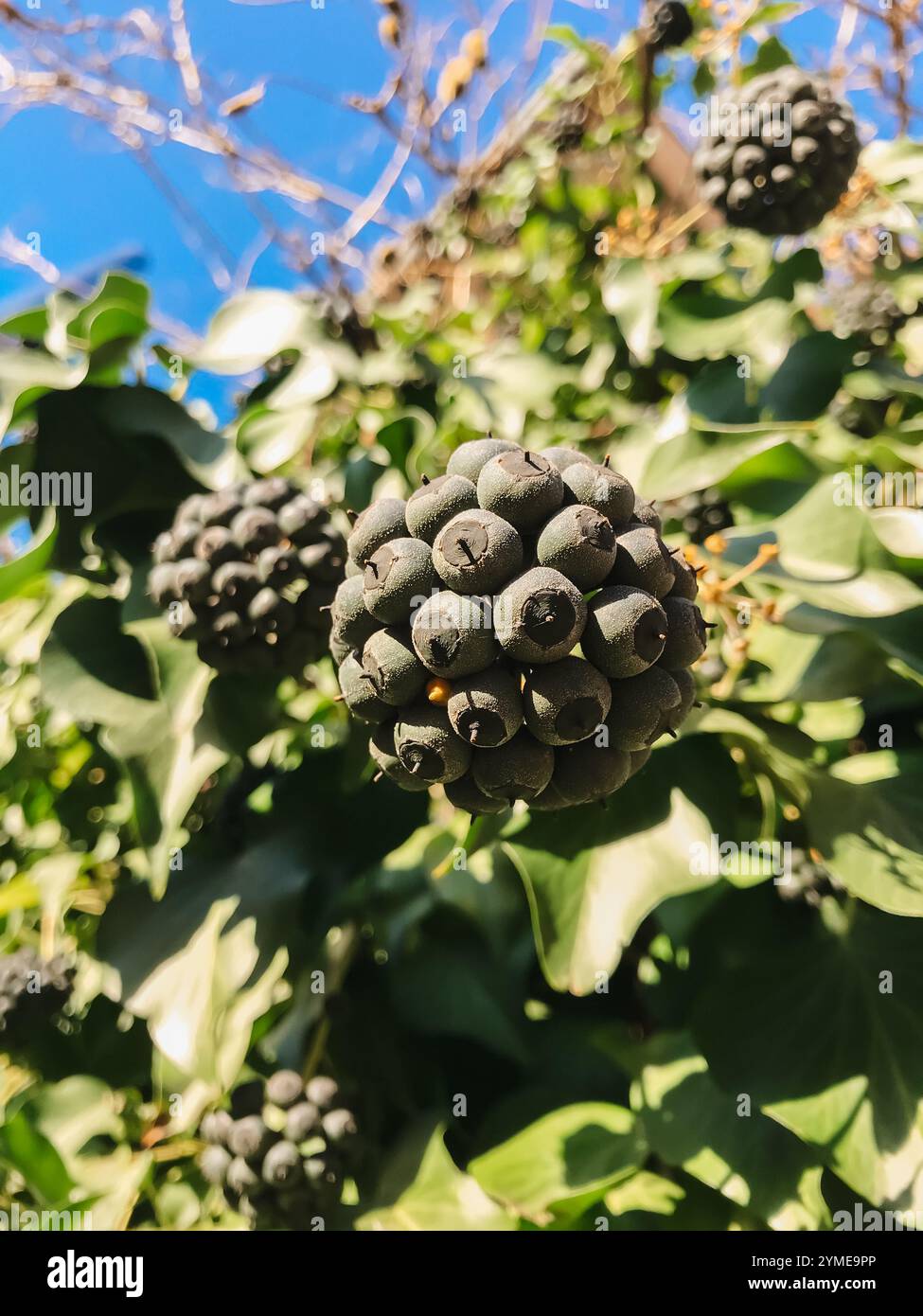 A cluster of black berries on a vine. The berries are small and round ...