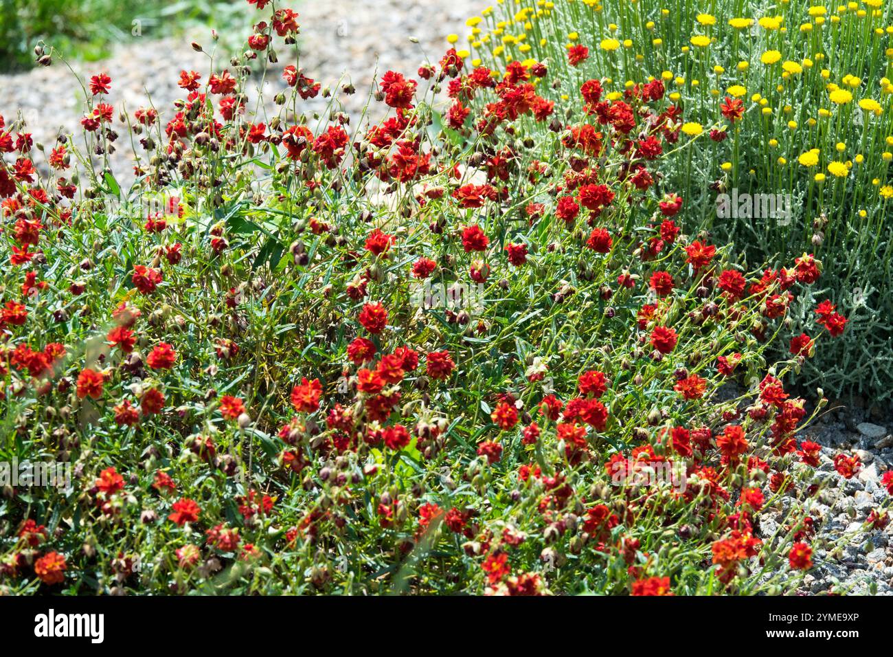 Red Rock Rose Helianthemum hybridum "Amabile Plenum" syn "Rubin Stock ...