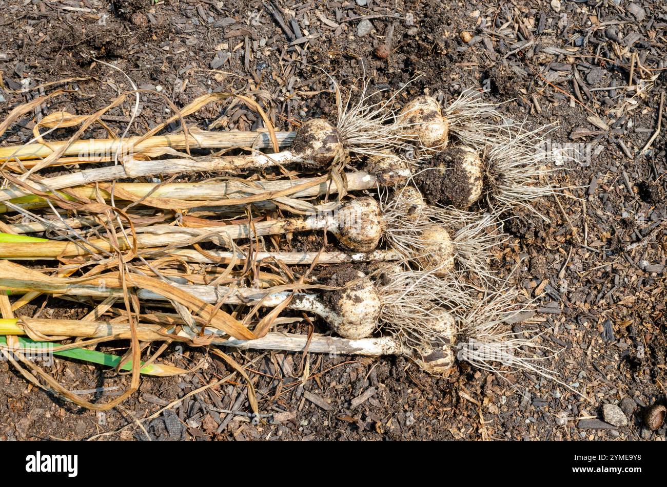 Garlic hardneck stalk hi-res stock photography and images - Alamy