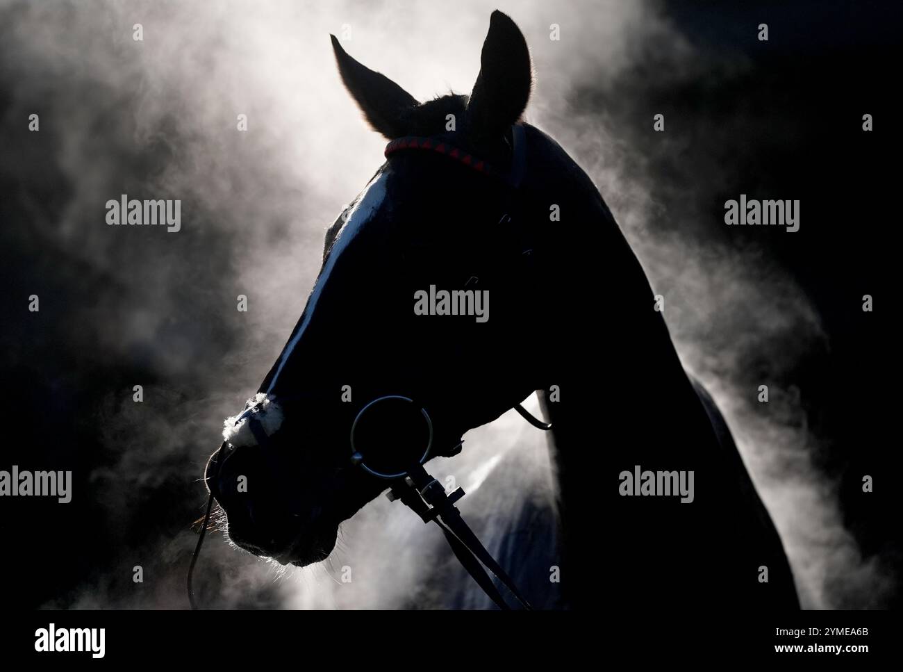 A general view of steam rising a horse in the stables at Warwick ...