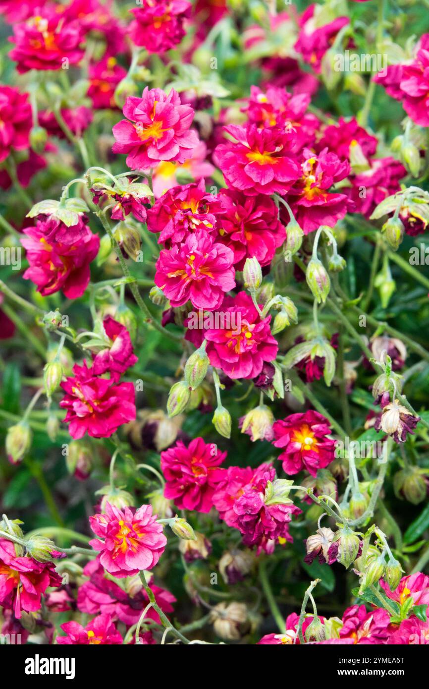 Cerise flowering plant hi-res stock photography and images - Alamy