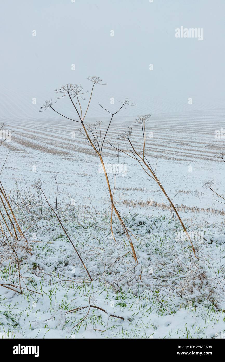 Early winter snow falling in November on dead umbellifera stems near ...