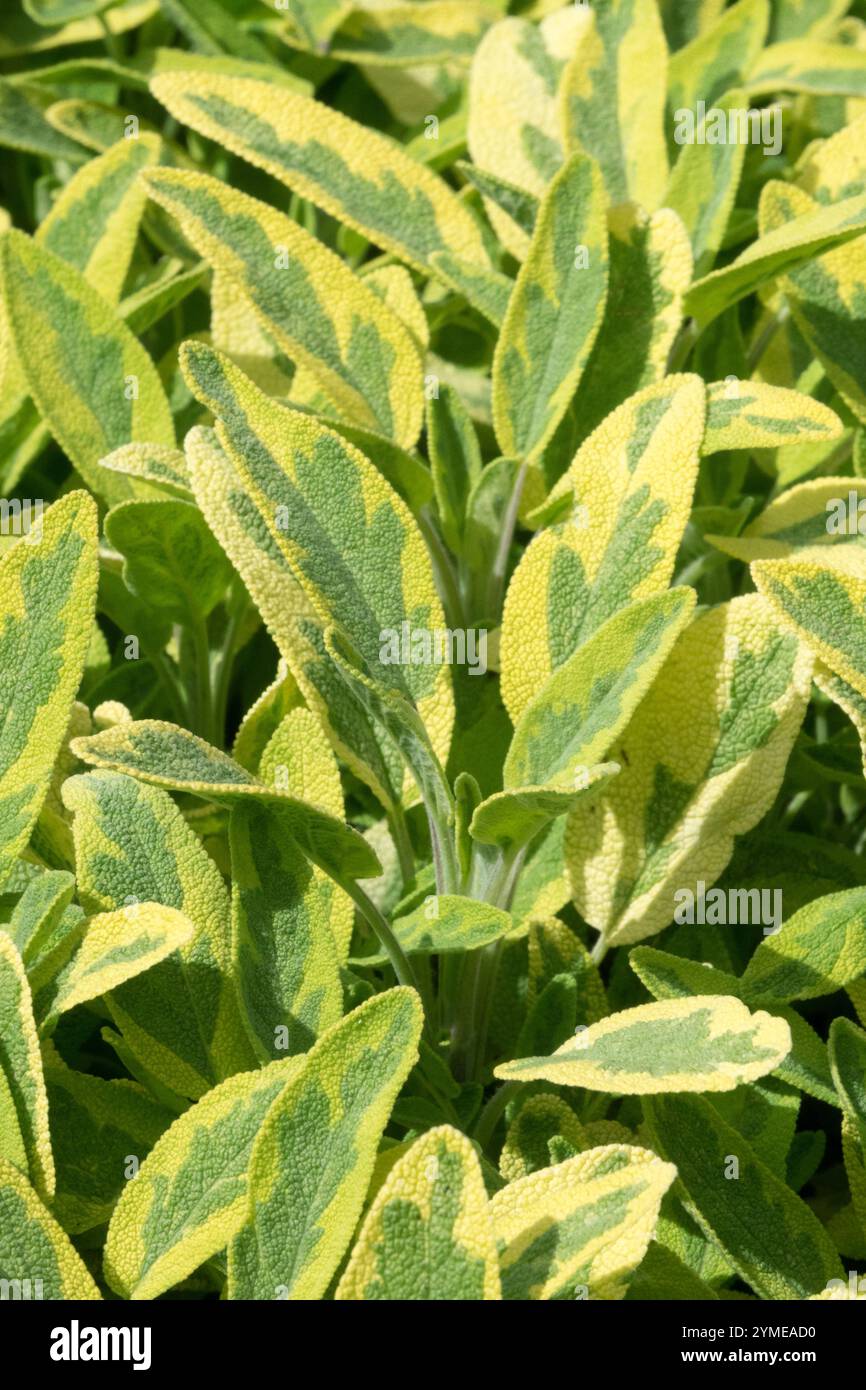 Variegated perennial groundcover plant hi-res stock photography and ...