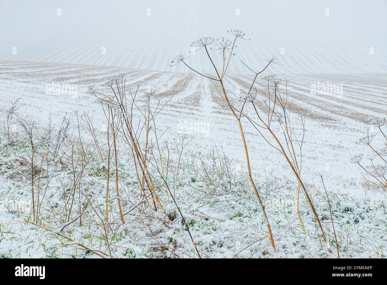 Early winter snow falling in November on dead umbellifera stems near ...