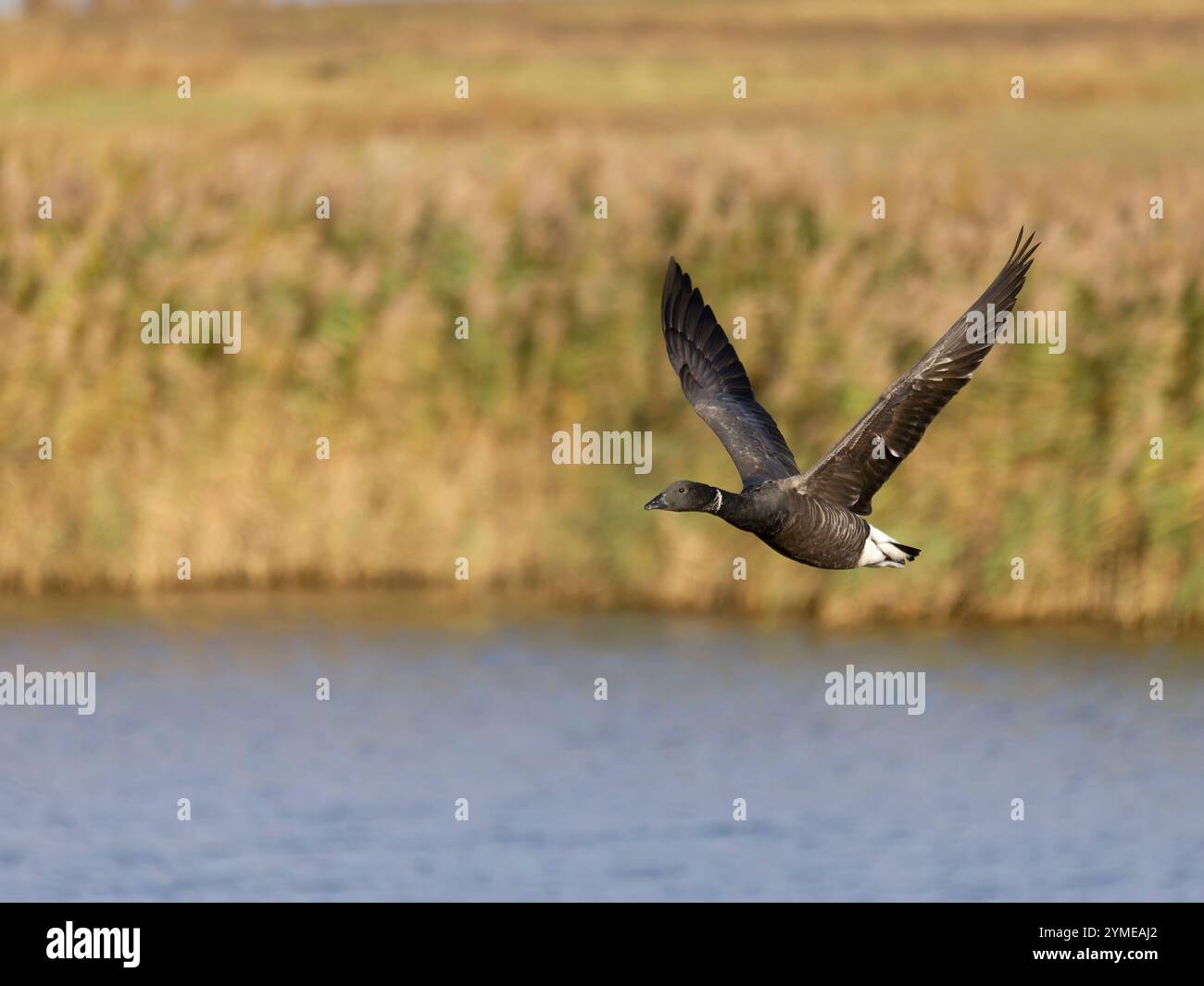 Brent goose, Branta bernicla, single bird in flight, Lincolnshire ...