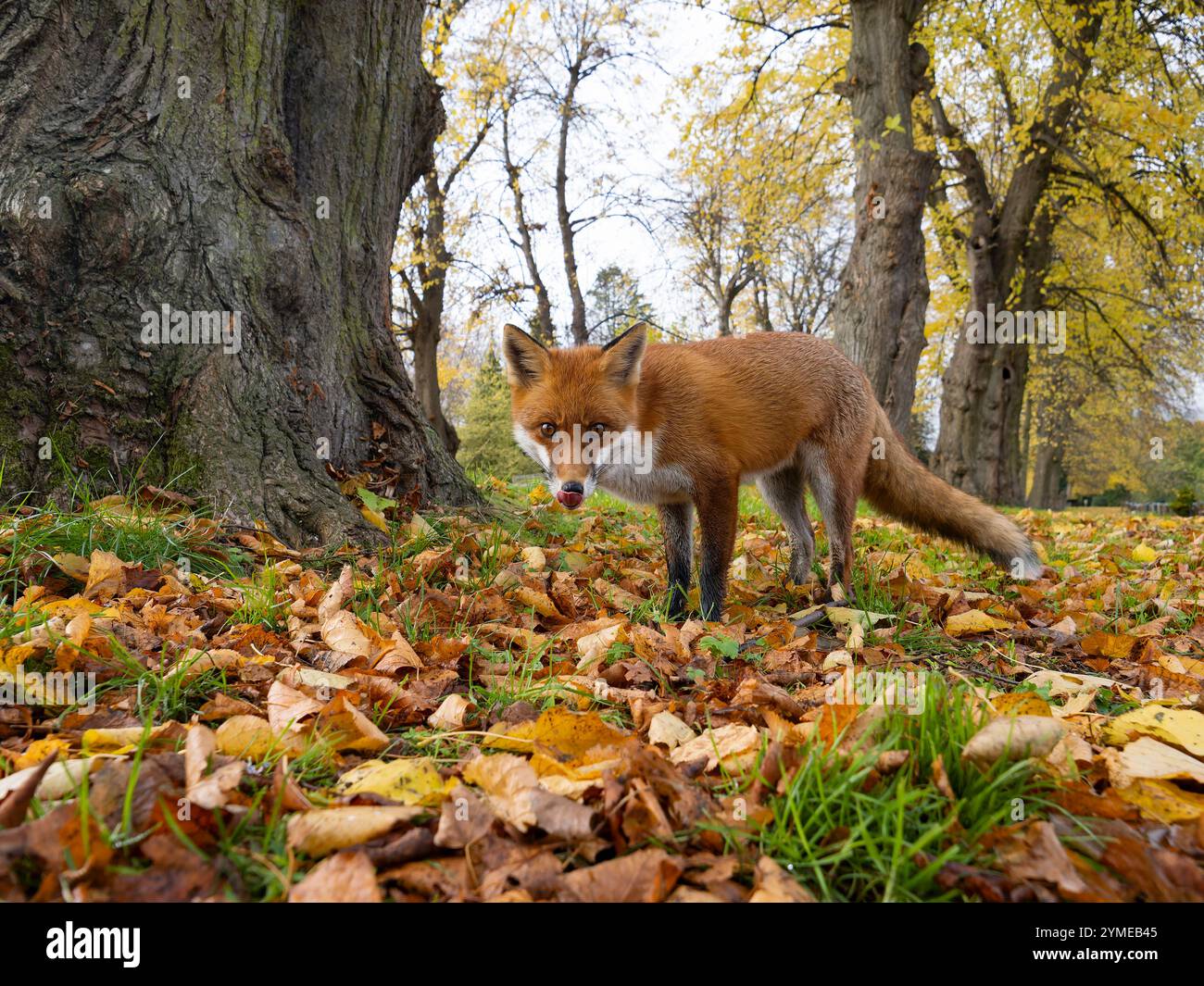 Red fox, Vulpes vulpes, single mammal in autum leaves, London, November ...