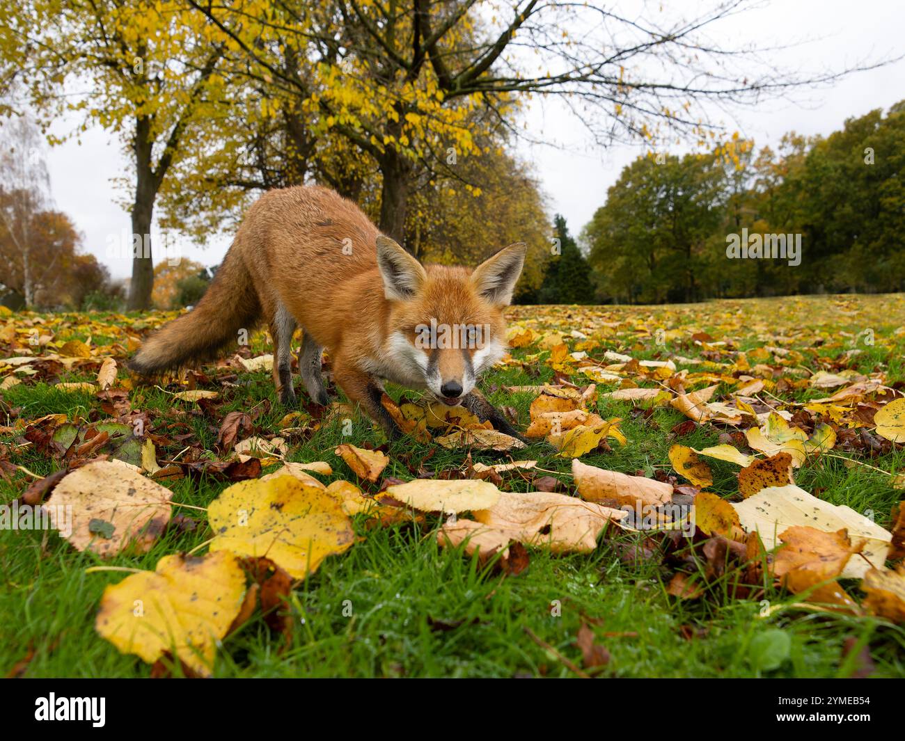 Red fox, Vulpes vulpes, single mammal in autum leaves, London, November ...