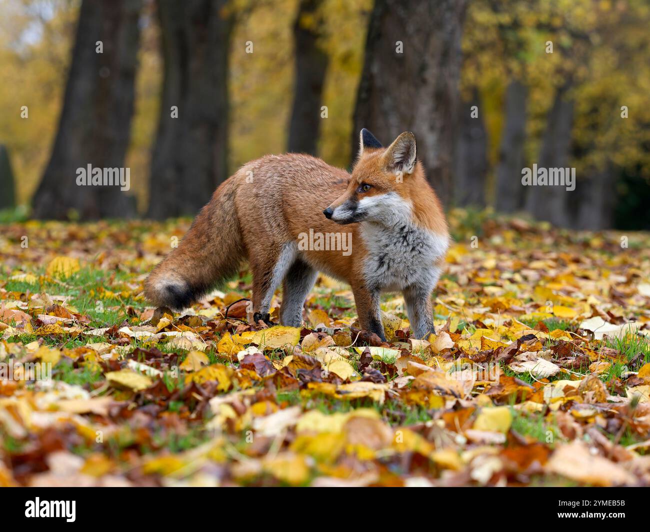 Red fox, Vulpes vulpes, single mammal in autum leaves, London, November ...