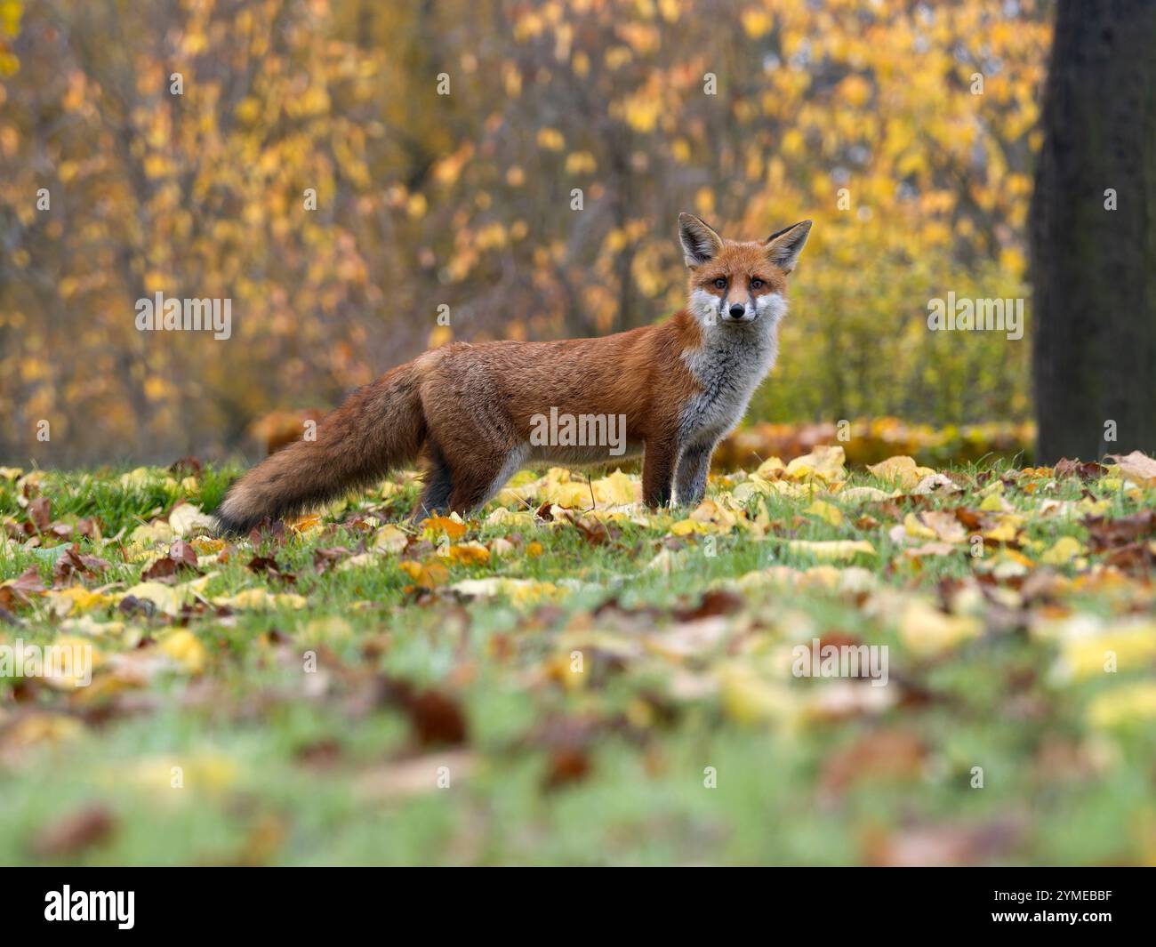 Red fox, Vulpes vulpes, single mammal in autum leaves, London, November ...