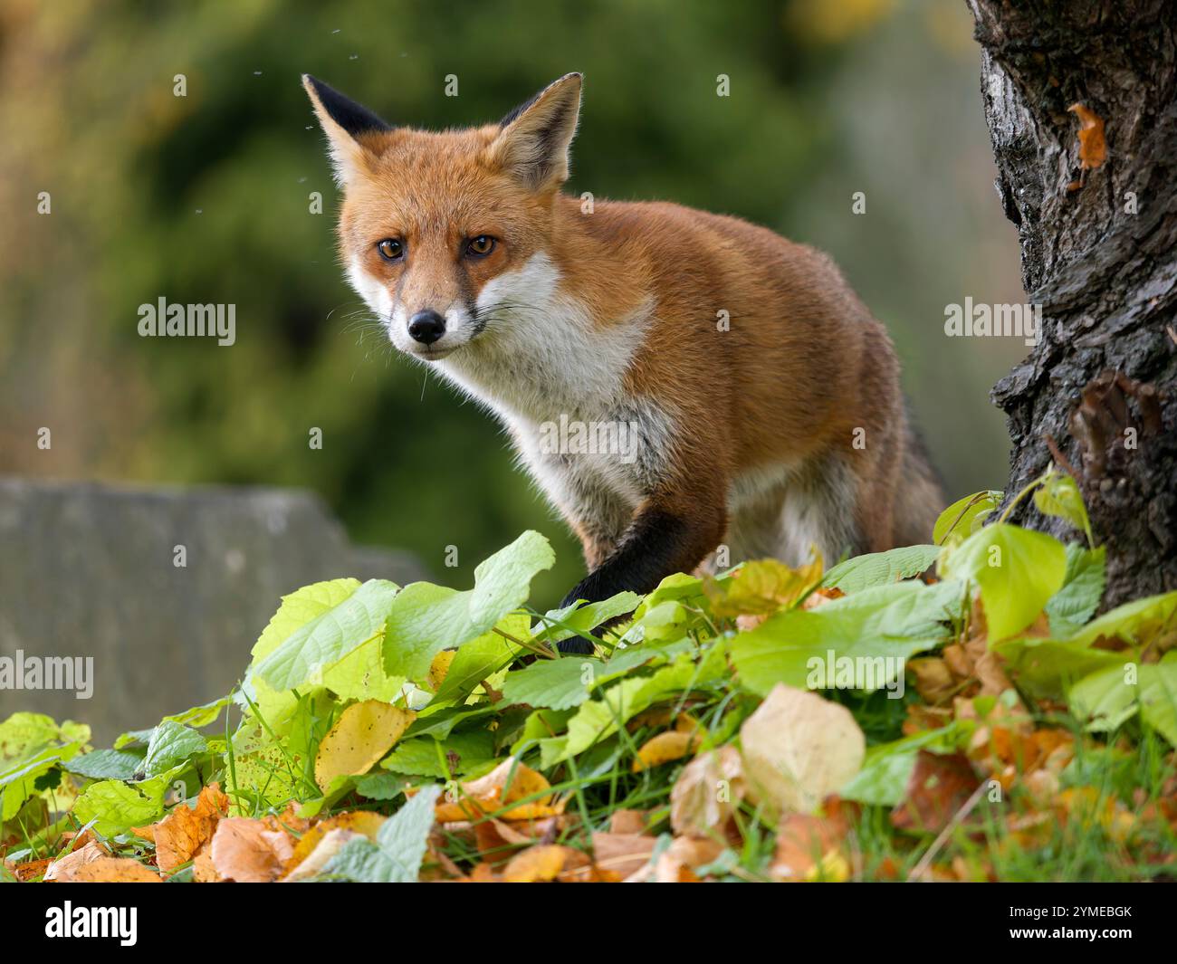 Red fox, Vulpes vulpes, single mammal in autum leaves, London, November ...