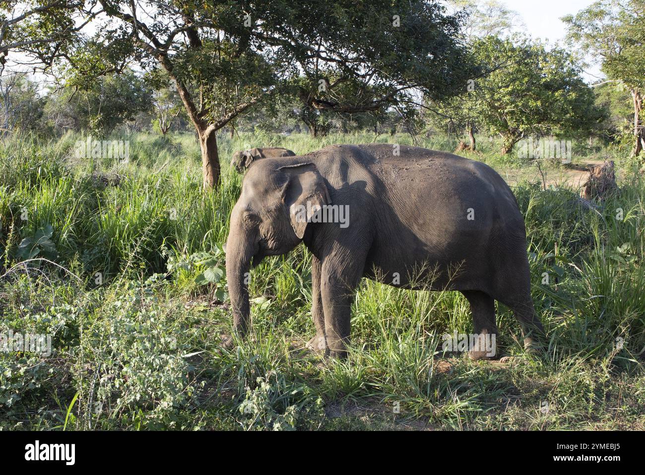 Sri Lanka elephants or Ceylon elephants (Elephas maximus maximus ...