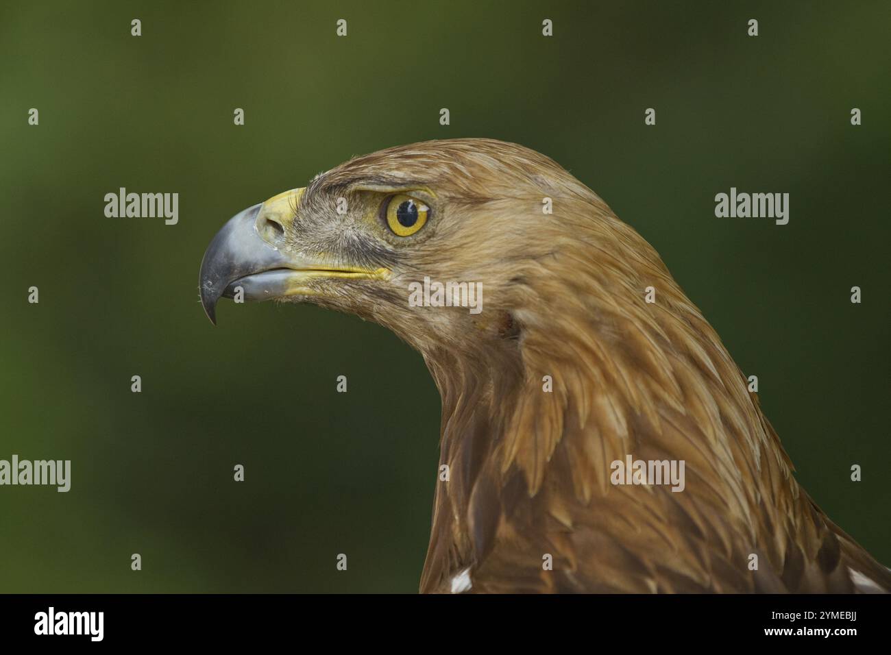 Golden eagle (Aquila chrysaetos), portrait, mating bird, captive Stock ...