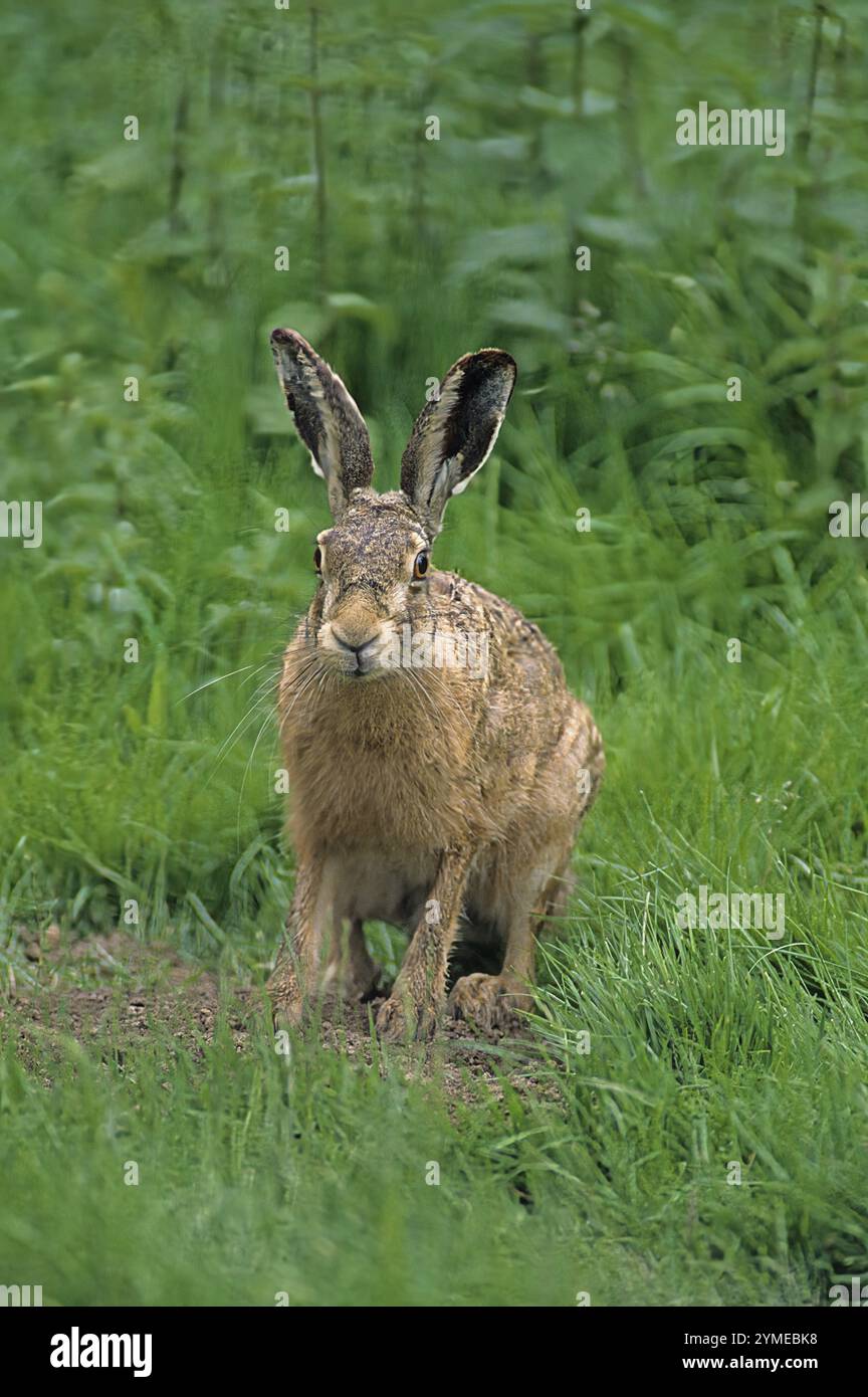 European hare (Lepus europaeus), hare, wild animal Stock Photo - Alamy
