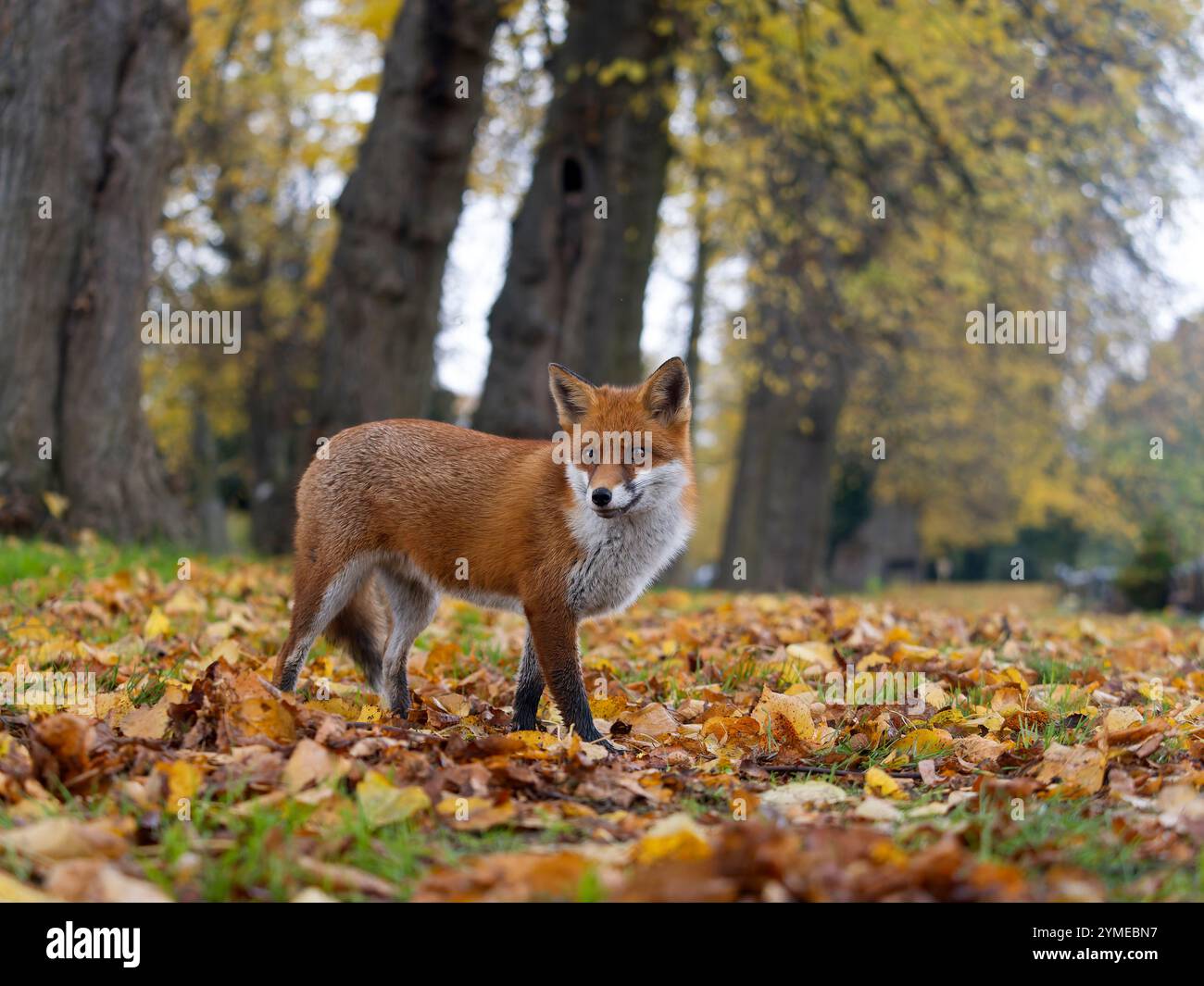 Red fox, Vulpes vulpes, single mammal in autum leaves, London, November ...