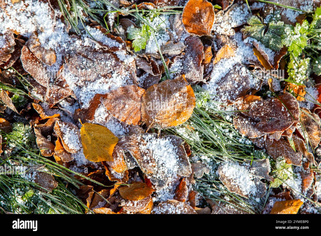 Snow covered leaves hi-res stock photography and images - Alamy