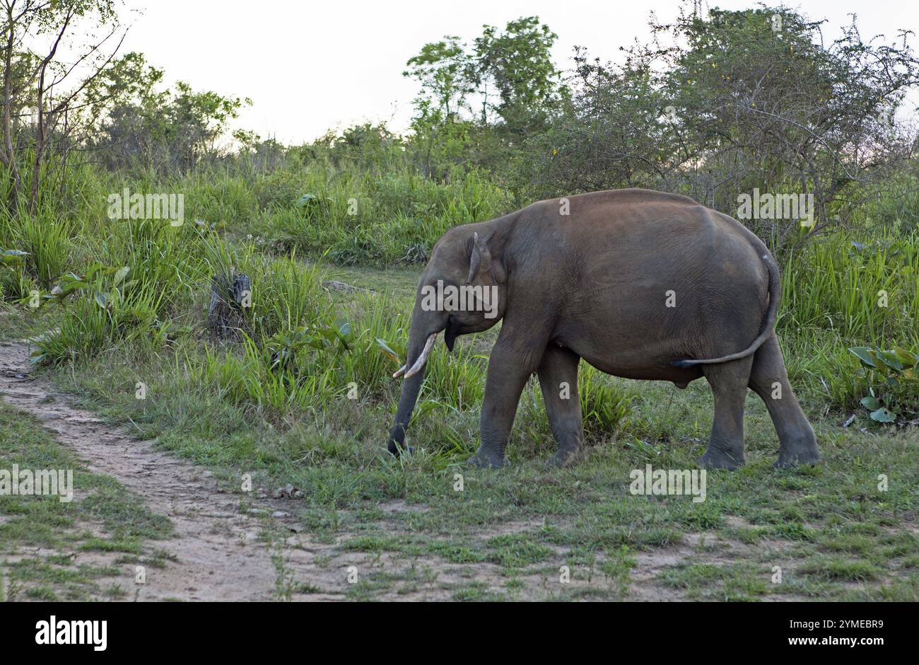 Sri Lanka elephant or Ceylon elephant (Elephas maximus maximus) in the ...