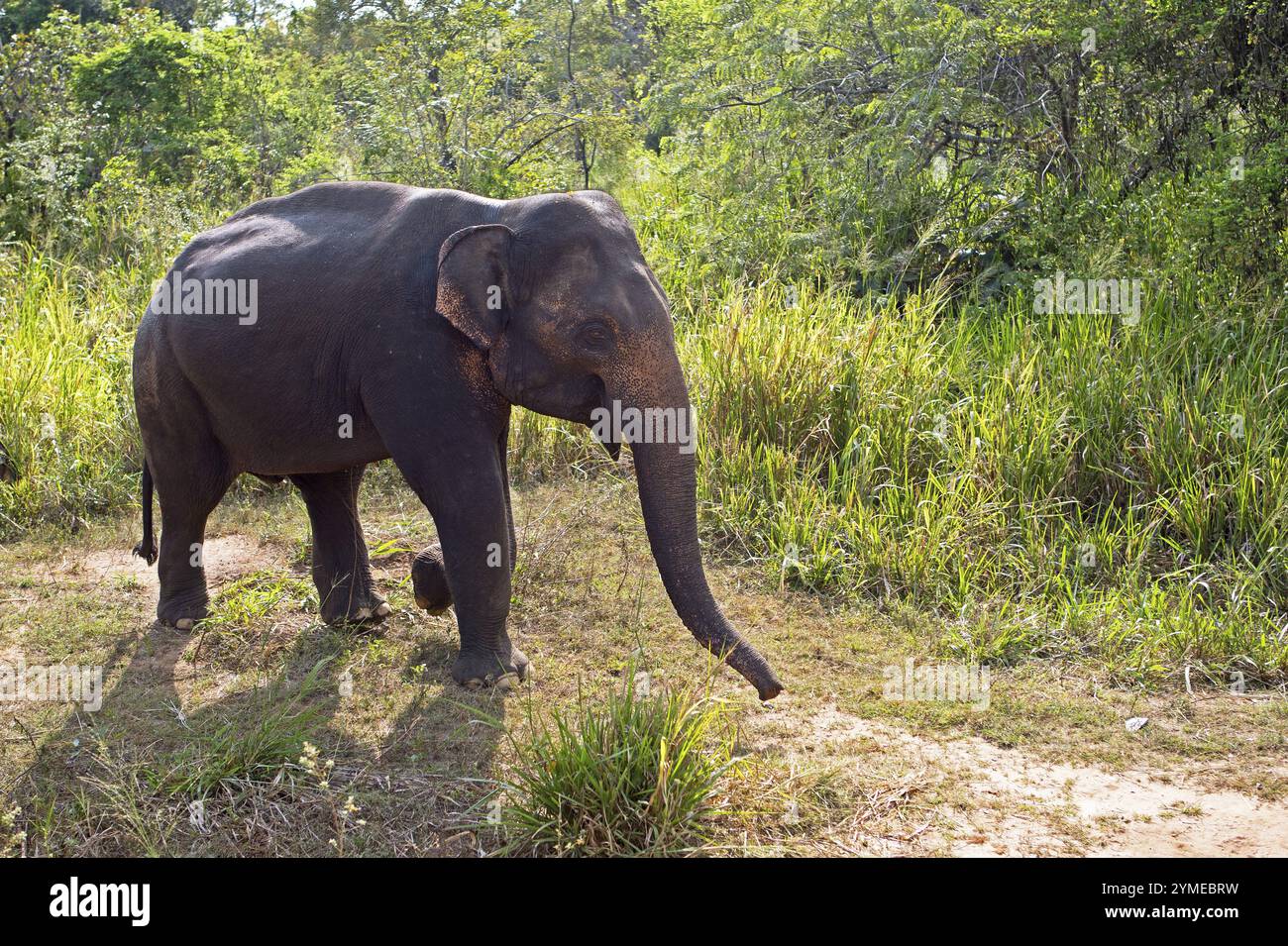 Sri Lanka Elephant or Ceylon Elephant (Elephas maximus maximus), Hurulu ...