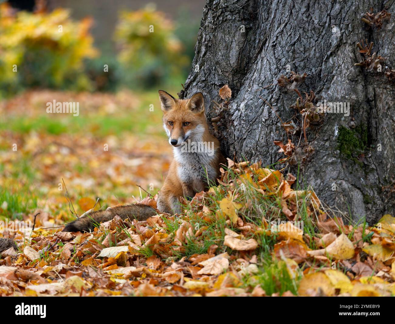 Red fox, Vulpes vulpes, single mammal in autum leaves, London, November ...