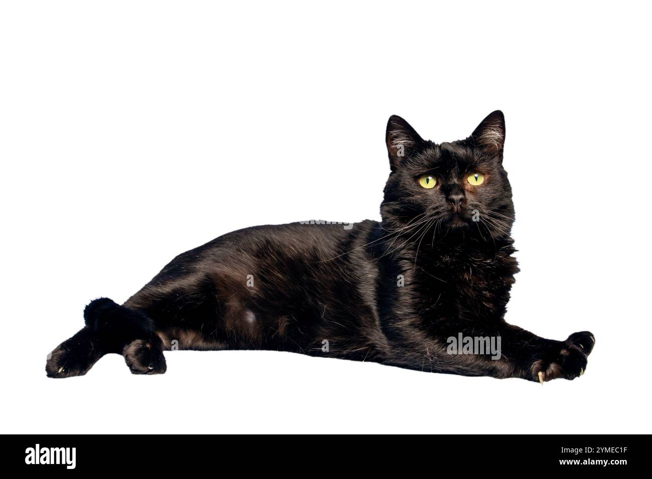 Sophisticated cat Cut Out Stock Images & Pictures - Alamy