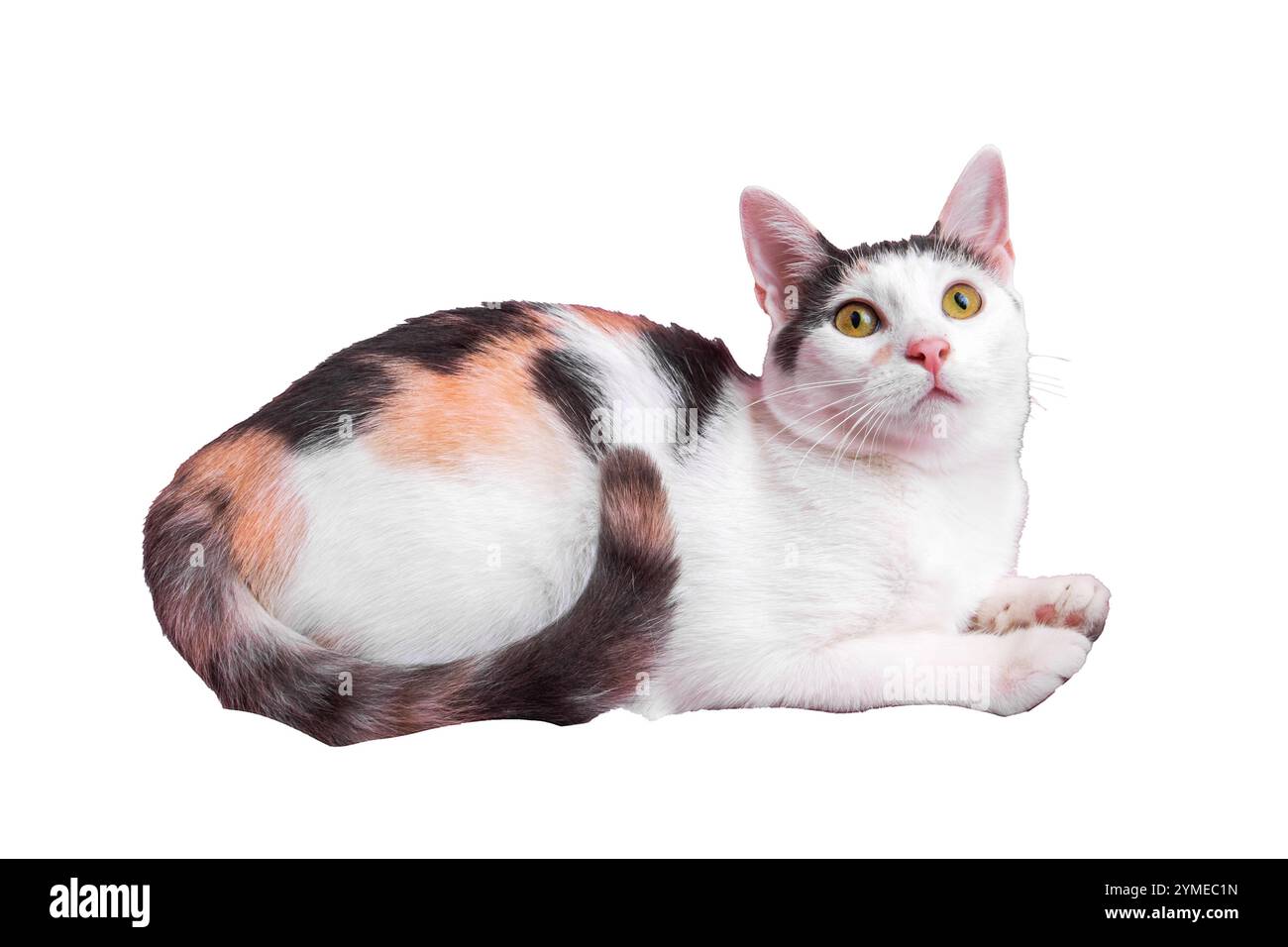 A beautiful calico cat is peacefully laying down on a soft white ...