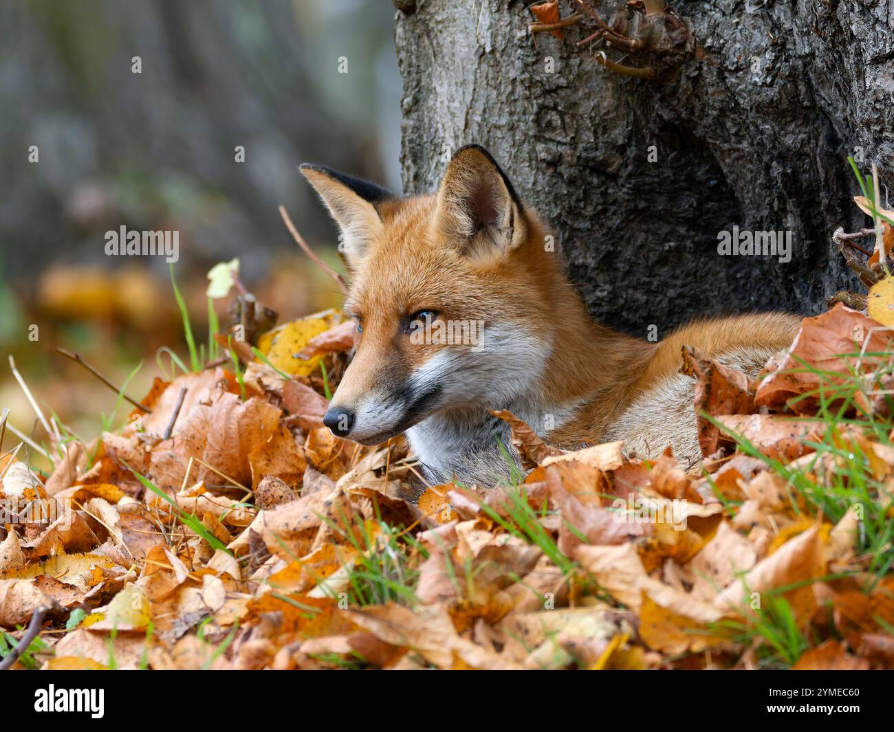 Red fox, Vulpes vulpes, single mammal in autum leaves, London, November ...