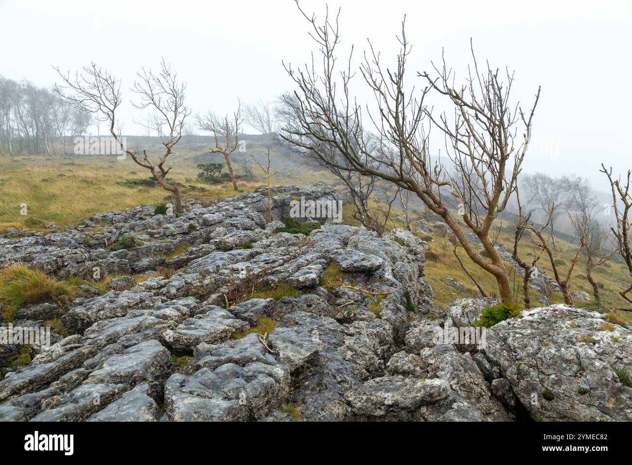 Whitbarrow - Hervey Memorial Reserve, Cumbria, England Stock Photo - Alamy