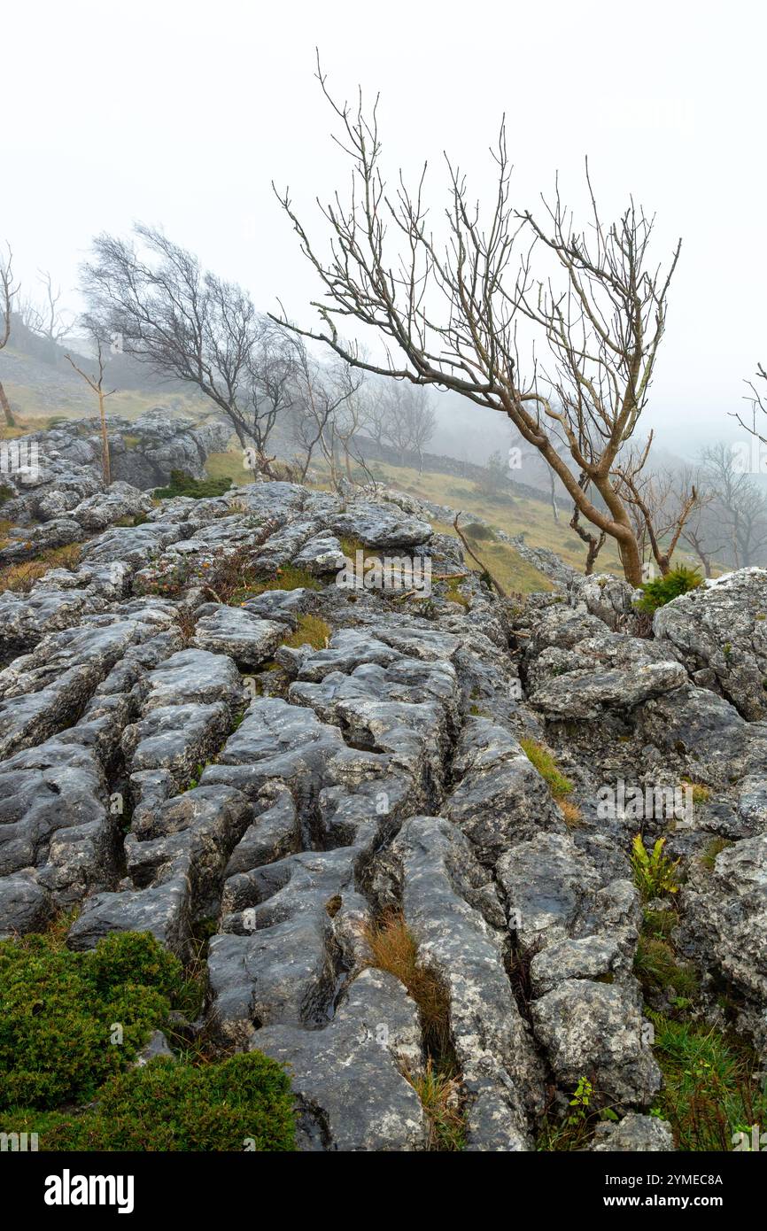 Whitbarrow - Hervey Memorial Reserve, Cumbria, England Stock Photo - Alamy